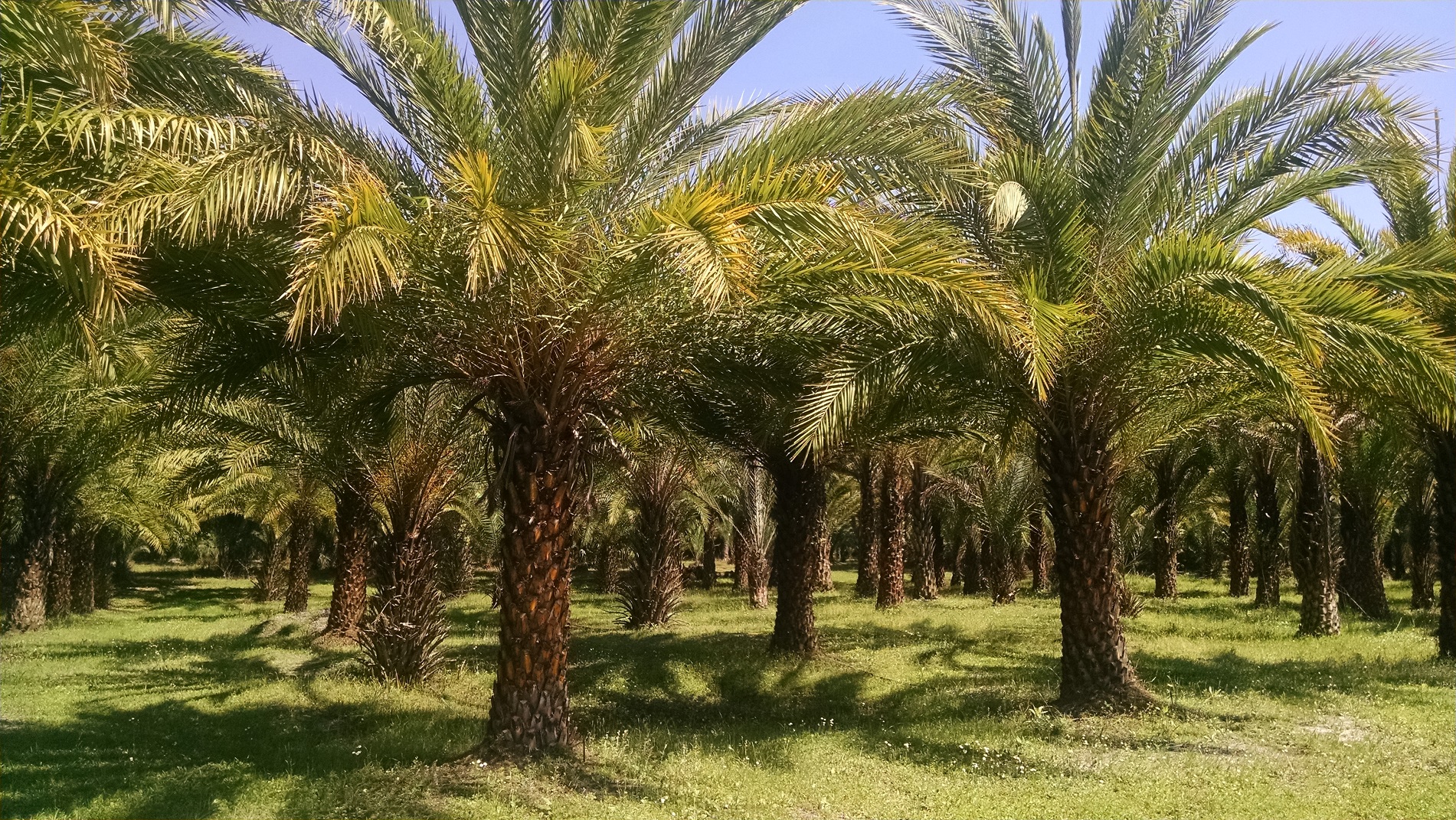 Iraqi Dates - Berhyah Store